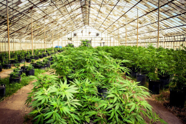 Marijuana legale Usa: scopriamo le migliori weed farm americane